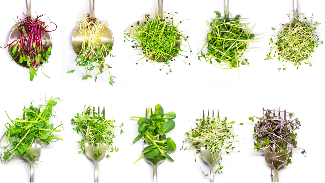 Top 10 Most Nutrient Dense Vegetables – Revogreen Inc